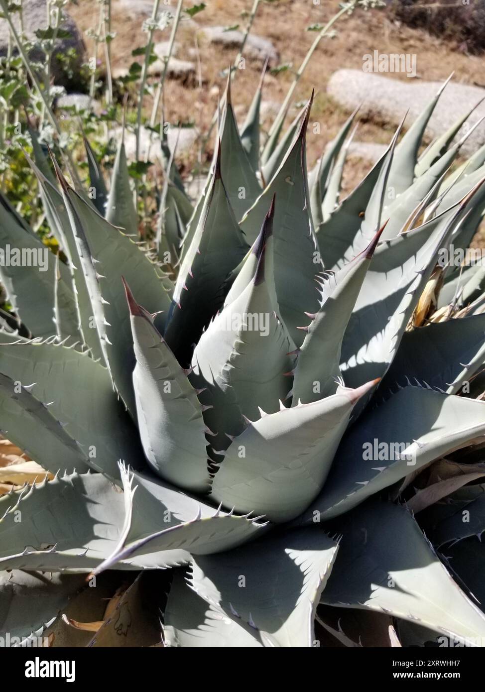 desert agave (Agave deserti) Plantae Stock Photo - Alamy