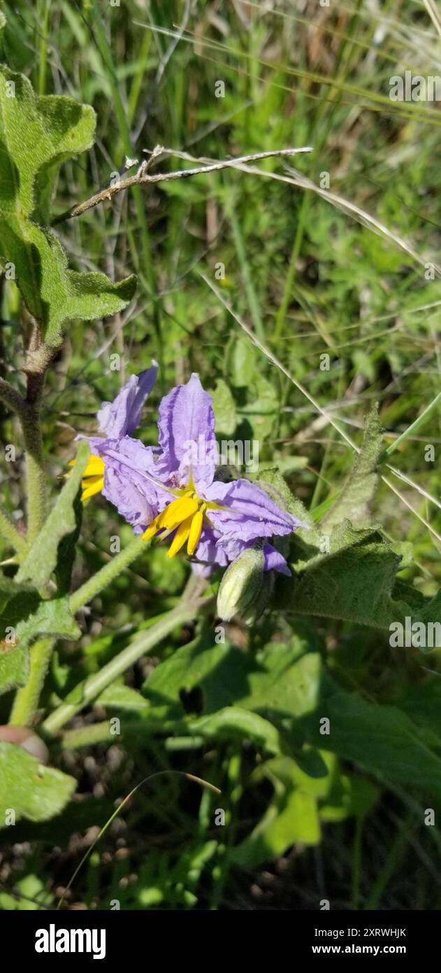 western horsenettle (Solanum dimidiatum) Plantae Stock Photo - Alamy