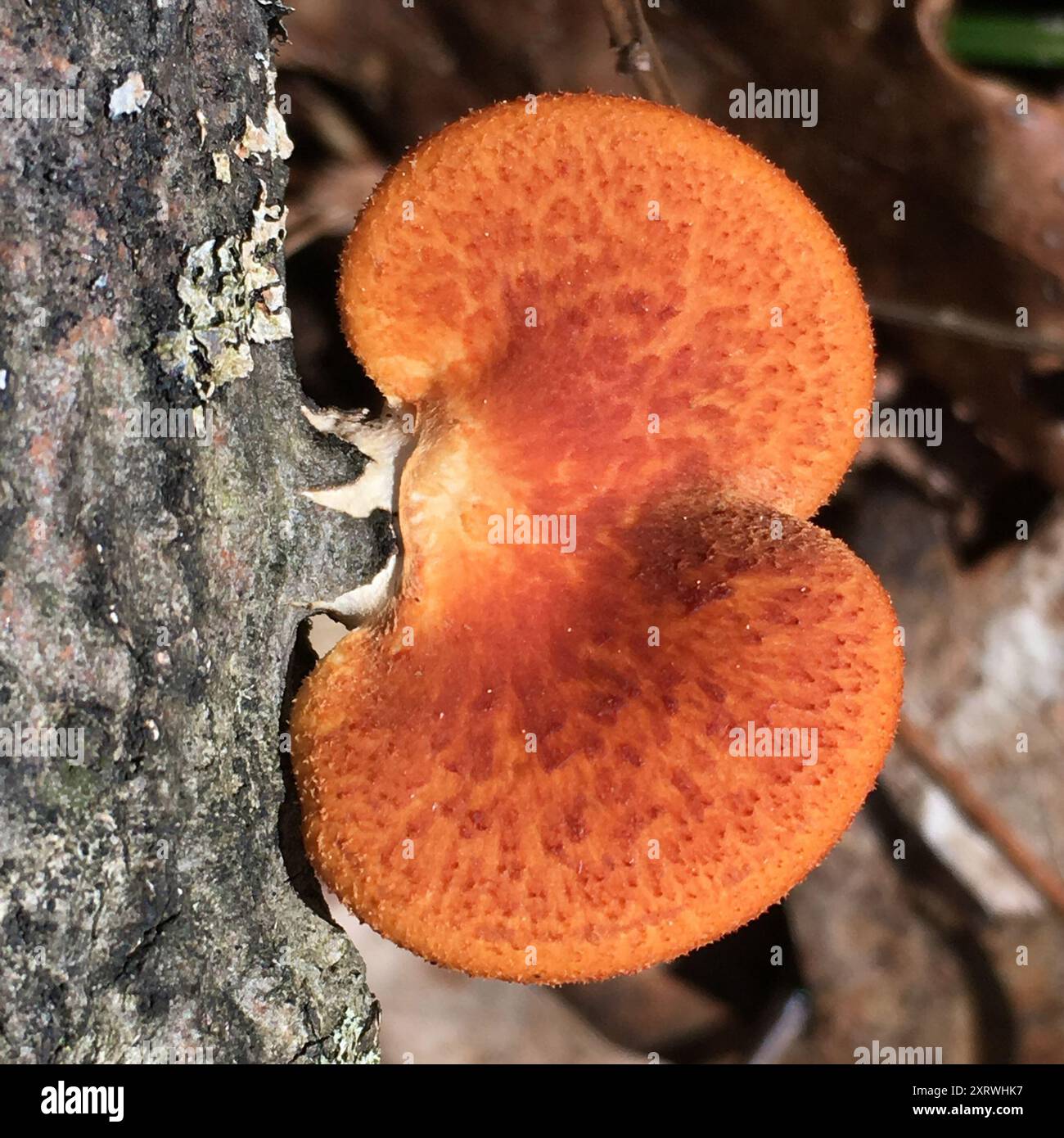 hexagonal-pored polypore (Neofavolus alveolaris) Fungi Stock Photo - Alamy