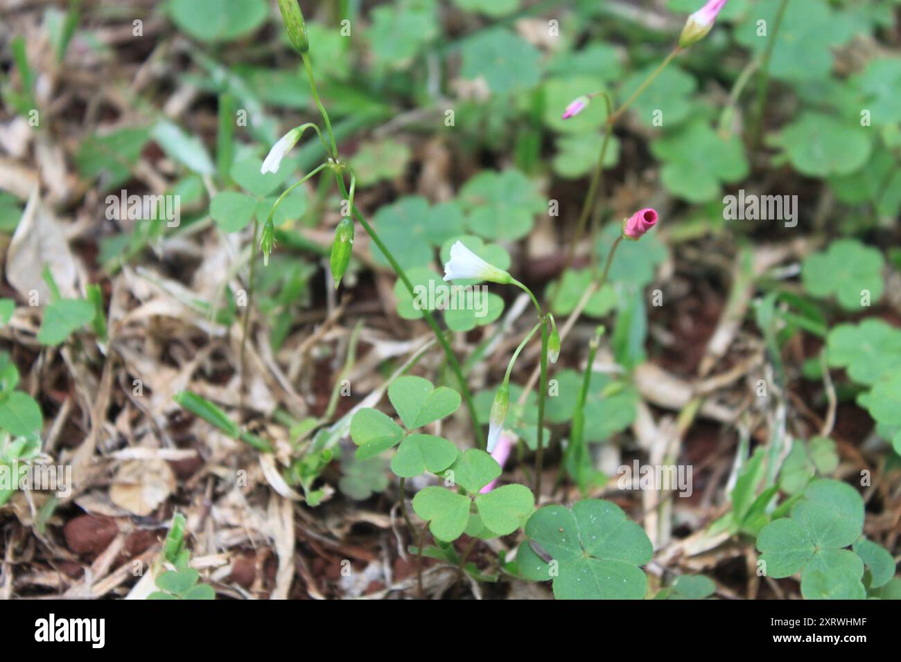 fine bristle woodsorrel (Oxalis hispidula) Plantae Stock Photo - Alamy