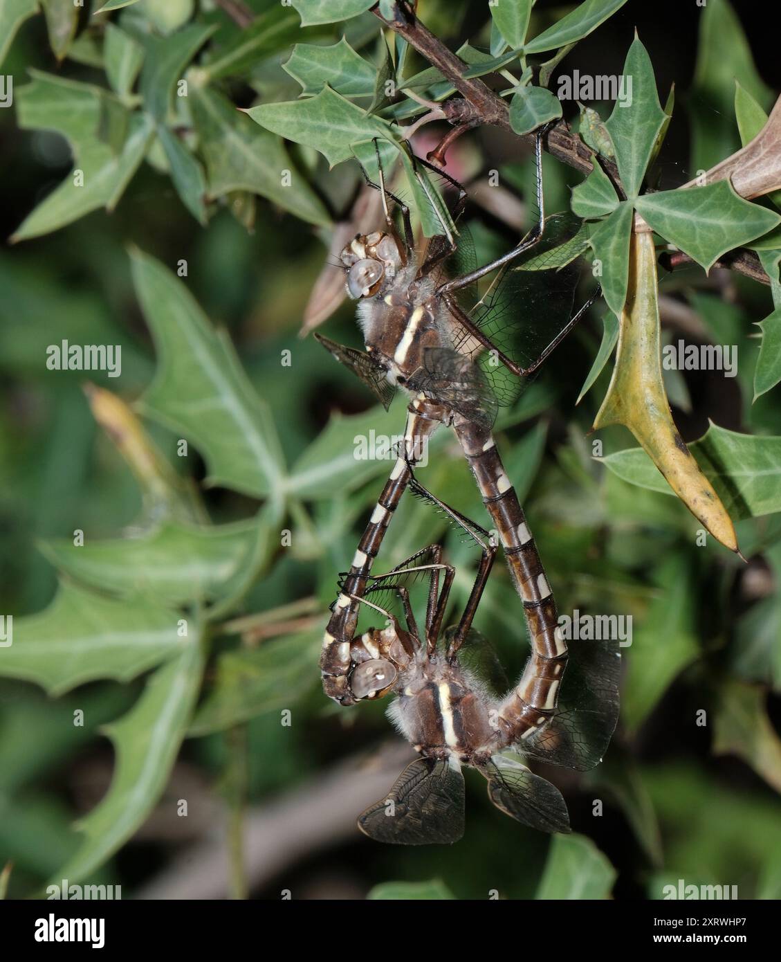 Stream Cruiser (Didymops transversa) Insecta Stock Photo - Alamy