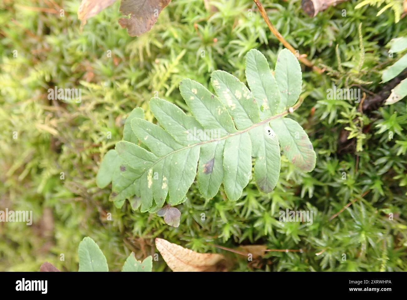 polypody ferns (Polypodium) Plantae Stock Photo - Alamy