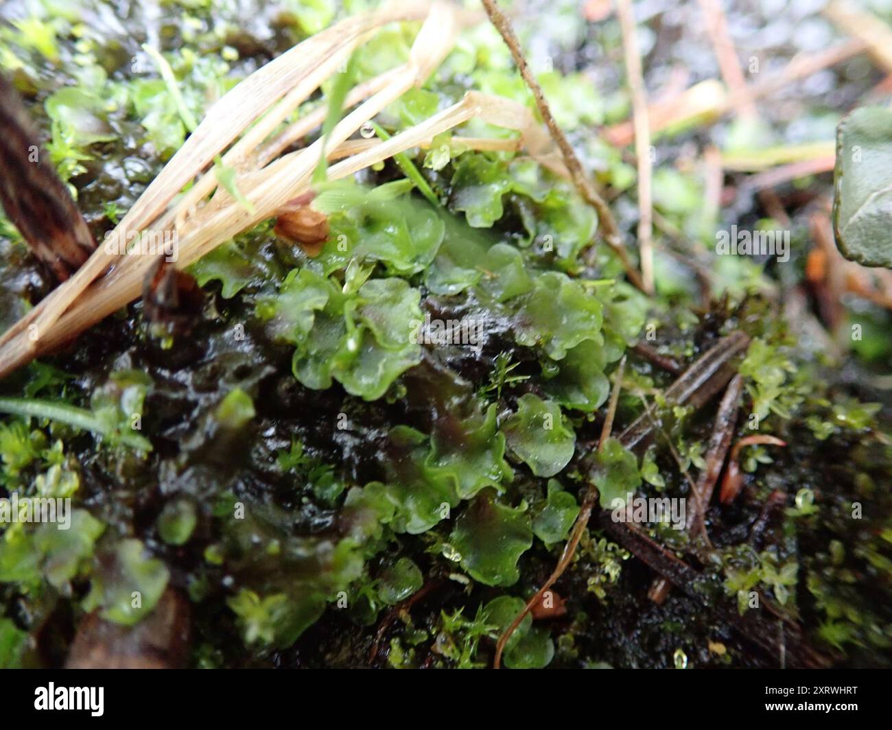 Ring Pellia (Pellia neesiana) Plantae Stock Photo - Alamy