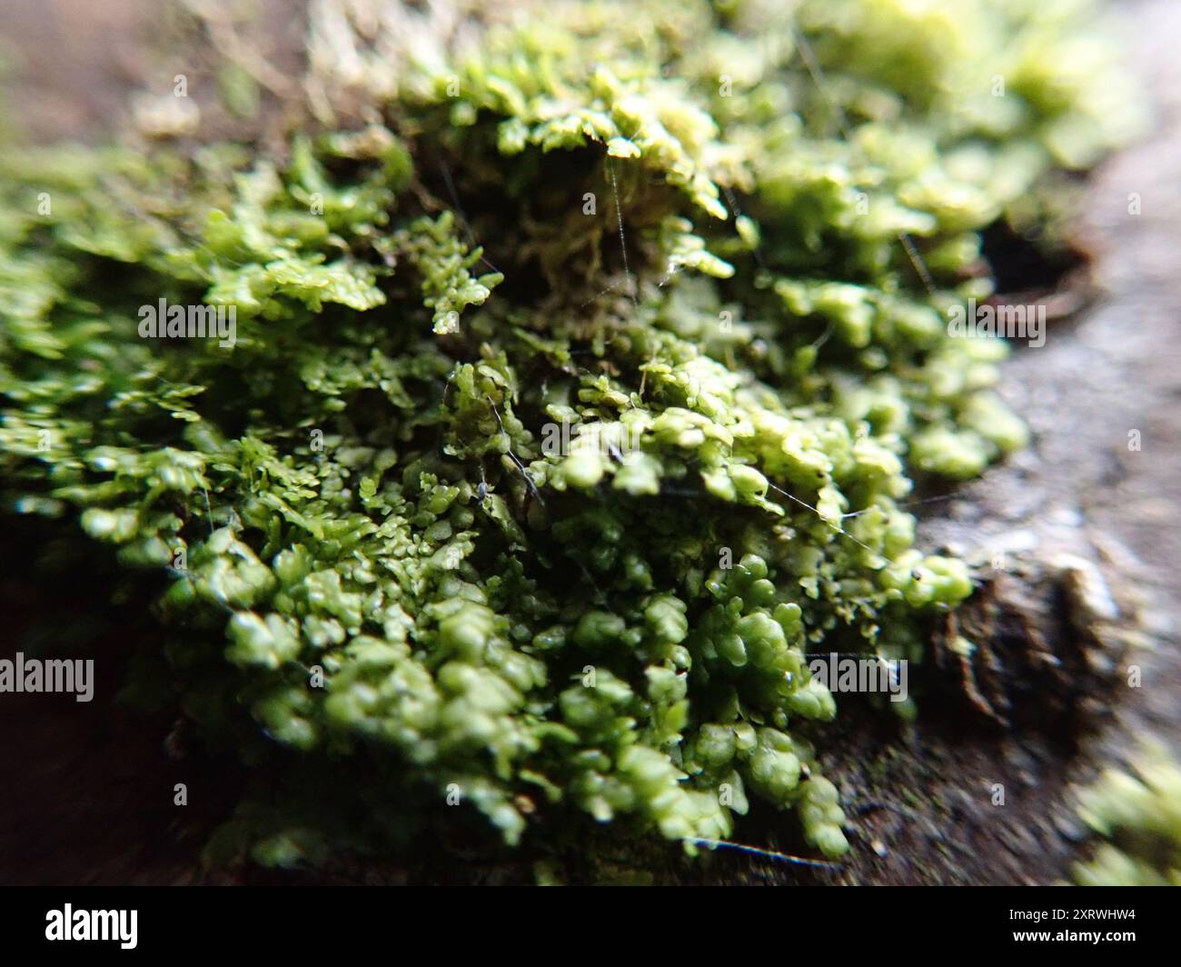 (Radula bolanderi) Plantae Stock Photo - Alamy