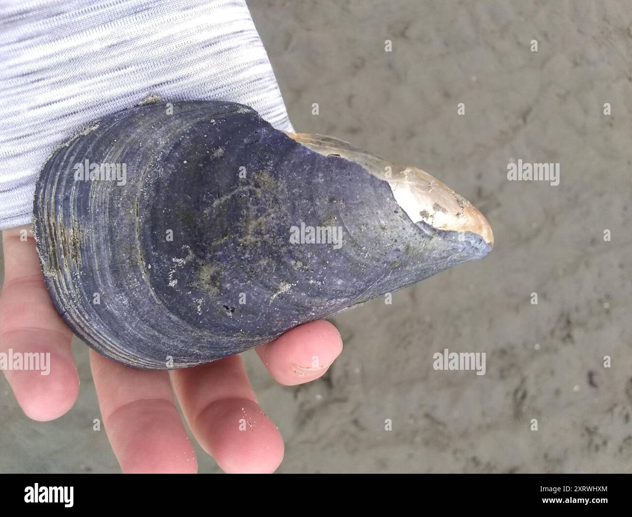 Blue Mussel (Mytilus edulis) Mollusca Stock Photo - Alamy