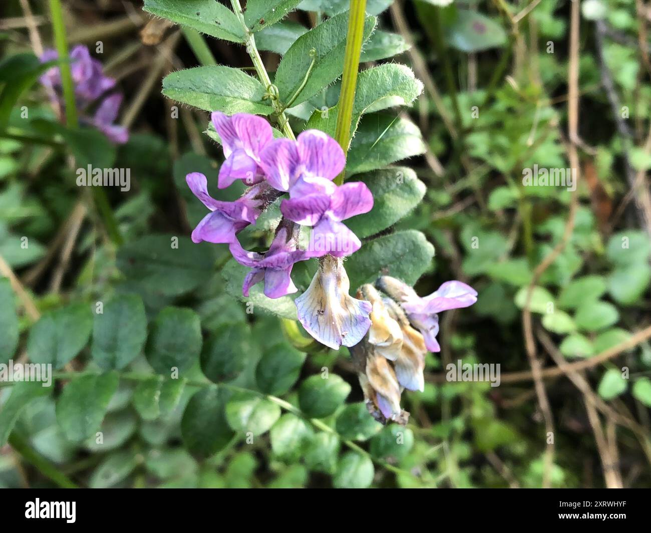 Bush Vetch (Vicia sepium) Plantae Stock Photo - Alamy
