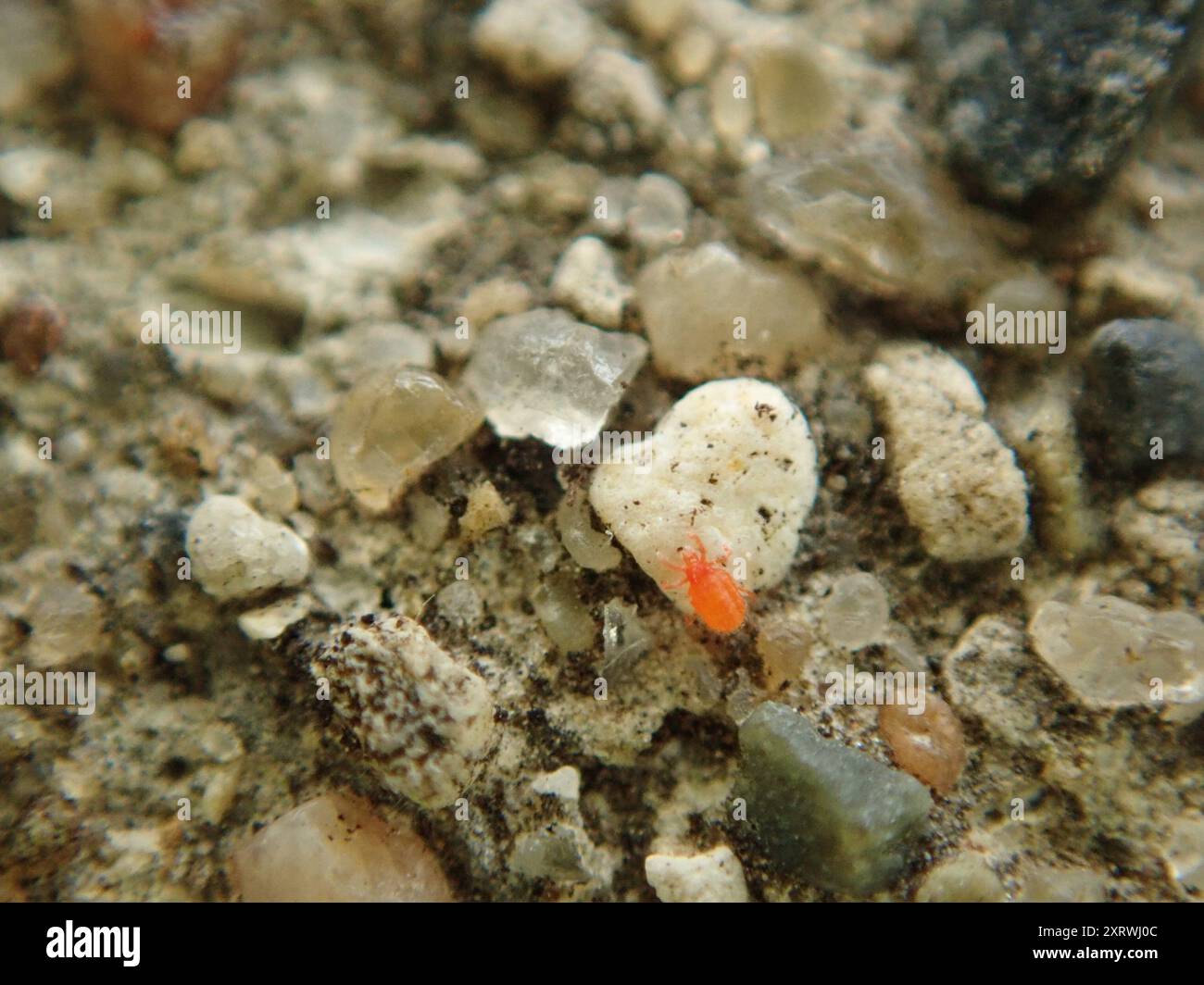 Mites and Ticks (Acari) Arachnida Stock Photo - Alamy