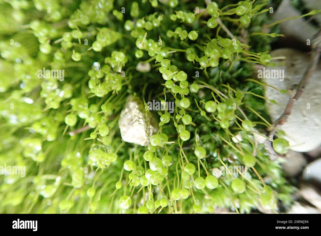 common bladder moss (Physcomitrium pyriforme) Plantae Stock Photo - Alamy