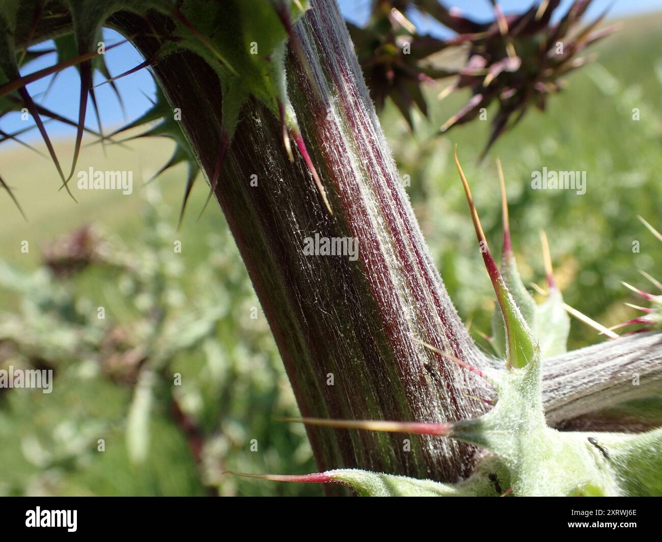 Mount Hamilton fountain thistle (Cirsium fontinale campylon) Plantae ...