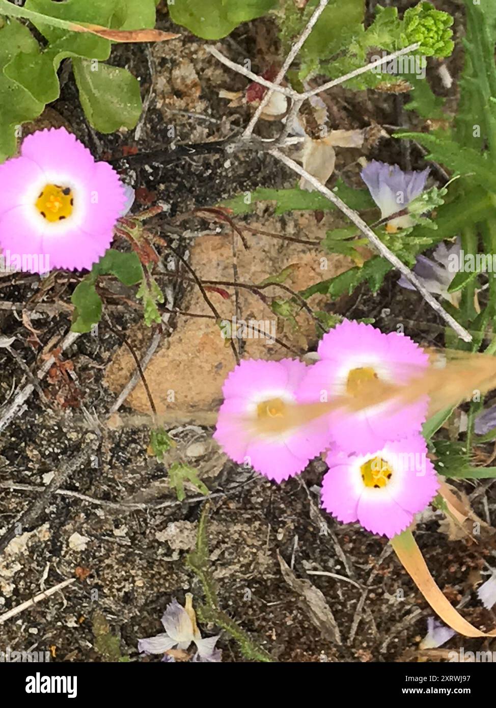 fringed linanthus (Linanthus dianthiflorus) Plantae Stock Photo - Alamy