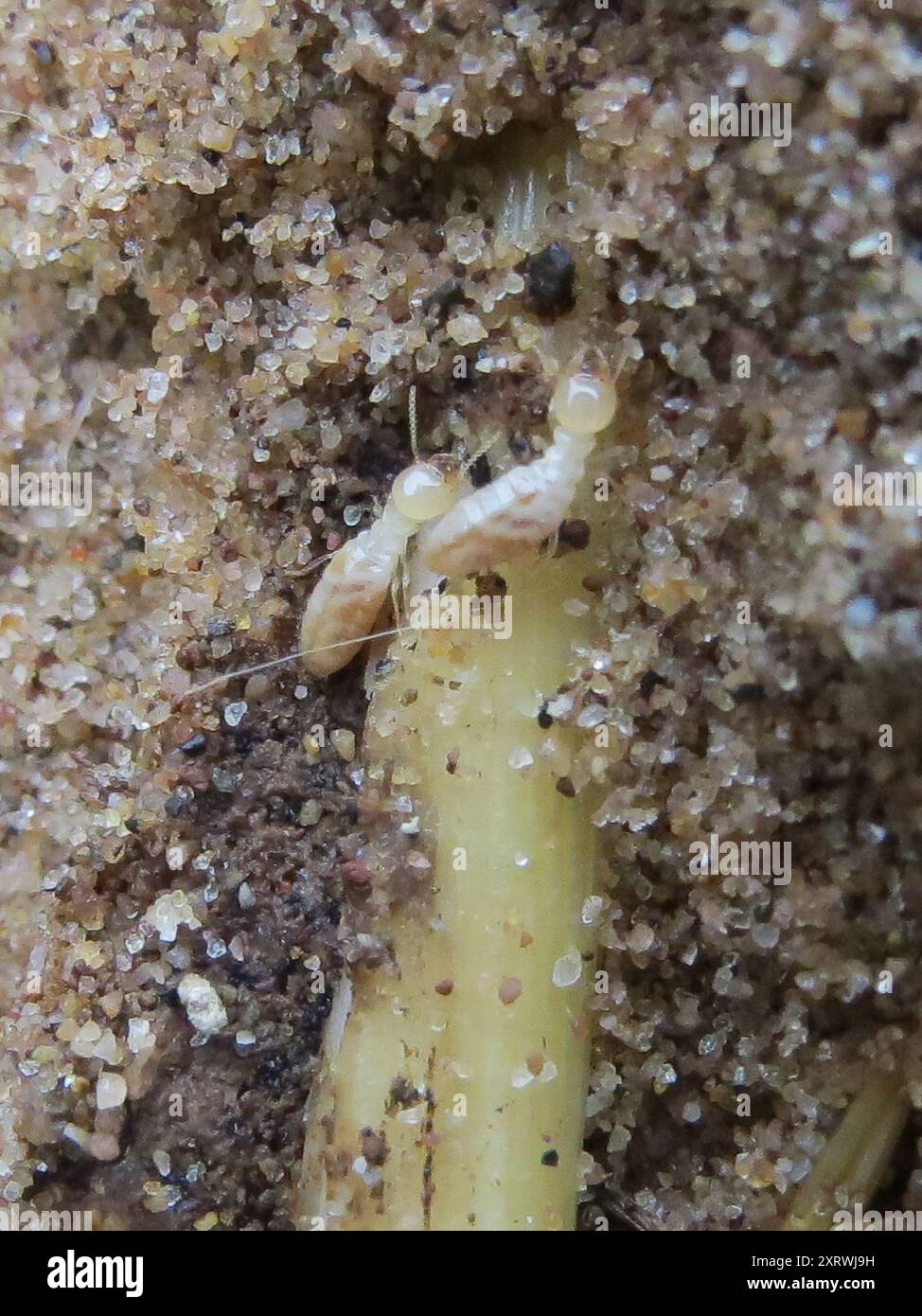 Eastern Subterranean Termite (Reticulitermes flavipes) Insecta Stock ...