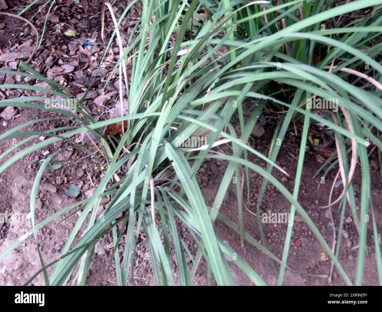 plants (Plantae) Plantae Stock Photo - Alamy