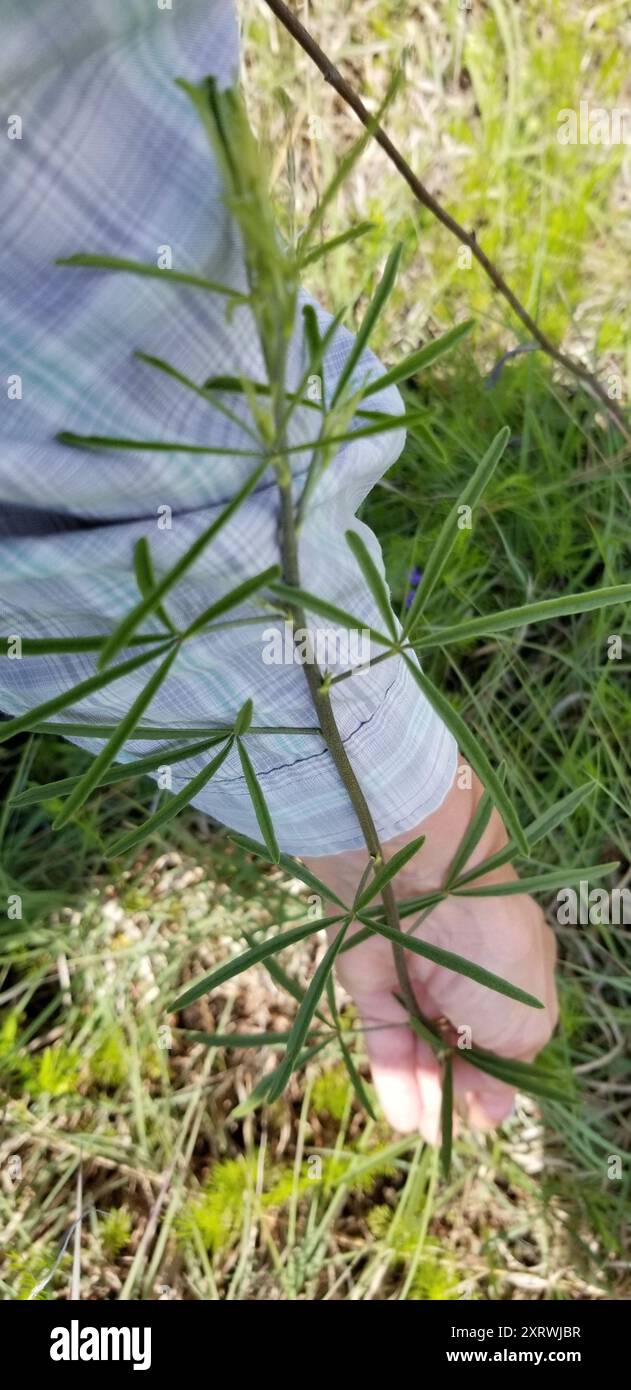Narrowleaf Indian breadroot (Pediomelum linearifolium) Plantae Stock ...