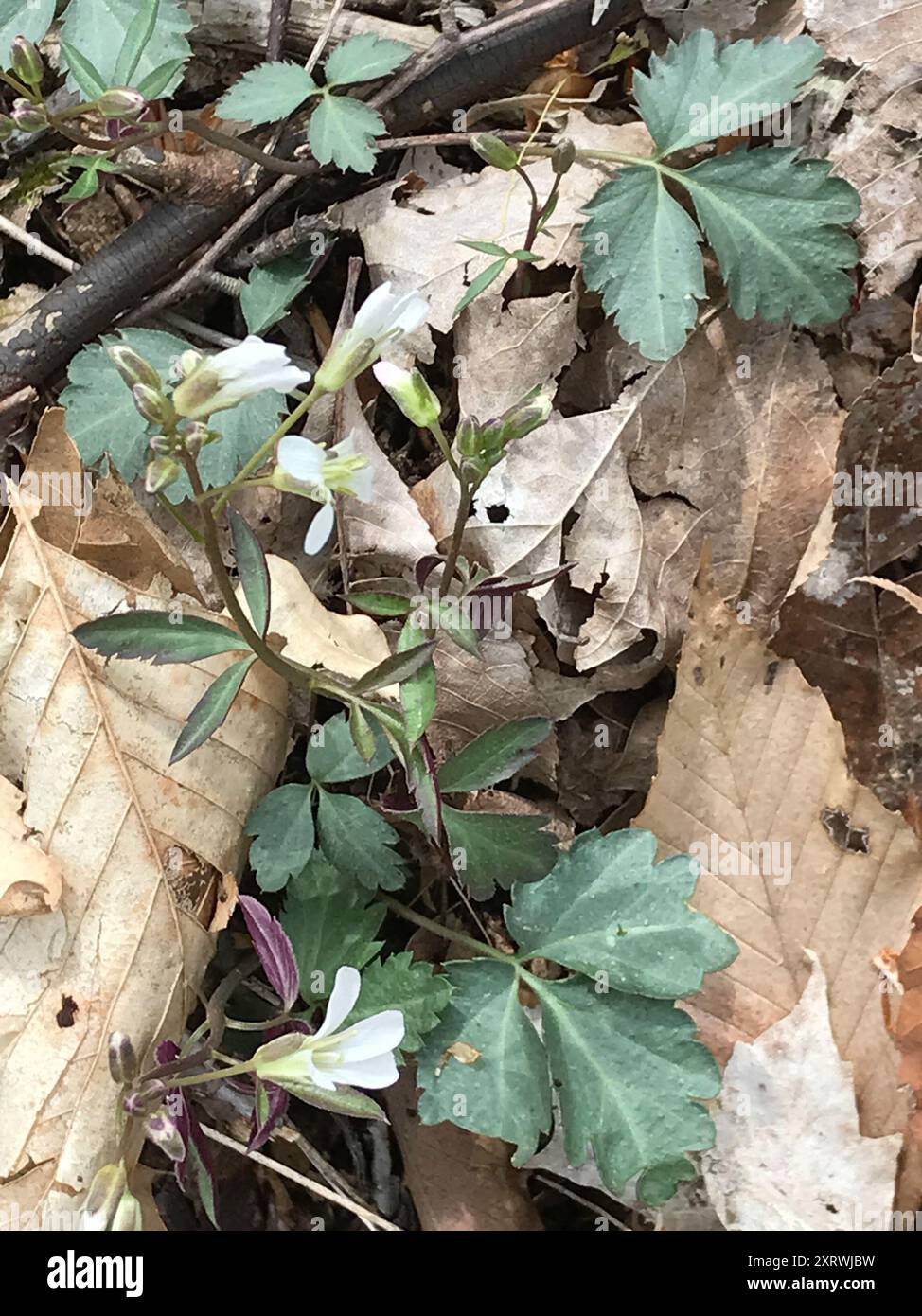 Slender toothwort (Cardamine angustata) Plantae Stock Photo - Alamy