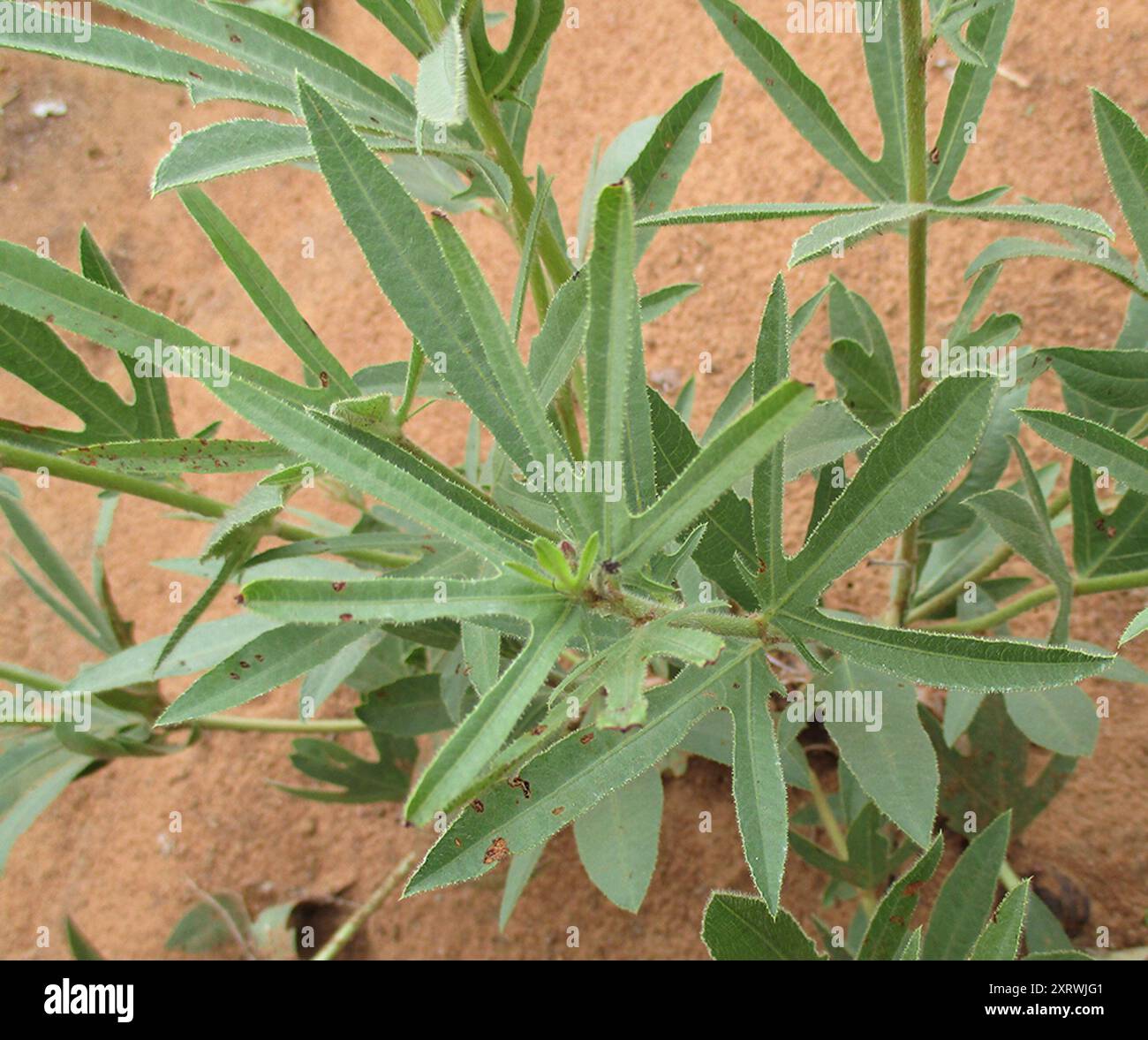 Physic Nuts (Jatropha) Plantae Stock Photo - Alamy