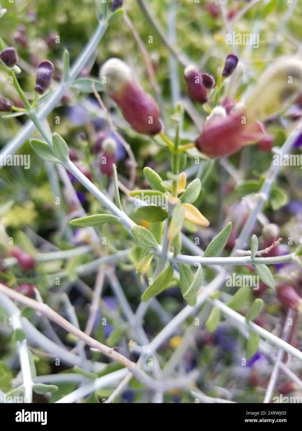 Paperbag Bush (Scutellaria mexicana) Plantae Stock Photo - Alamy