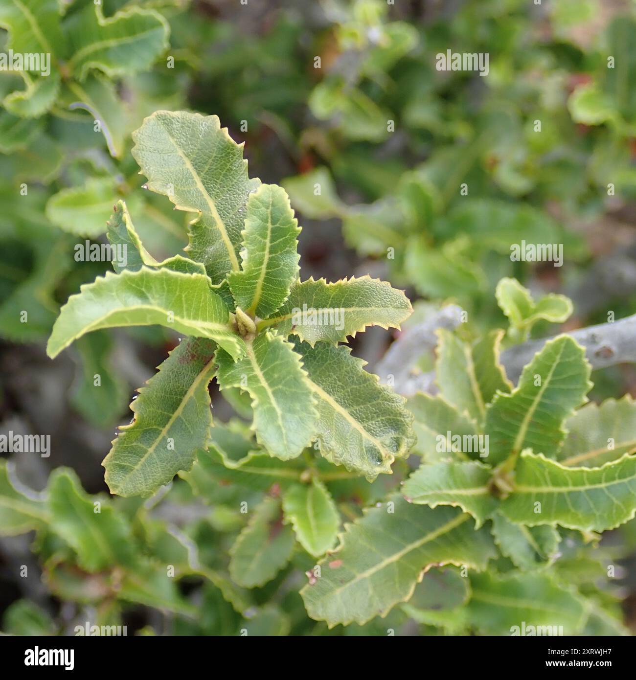 Pappea capensis hi-res stock photography and images - Alamy