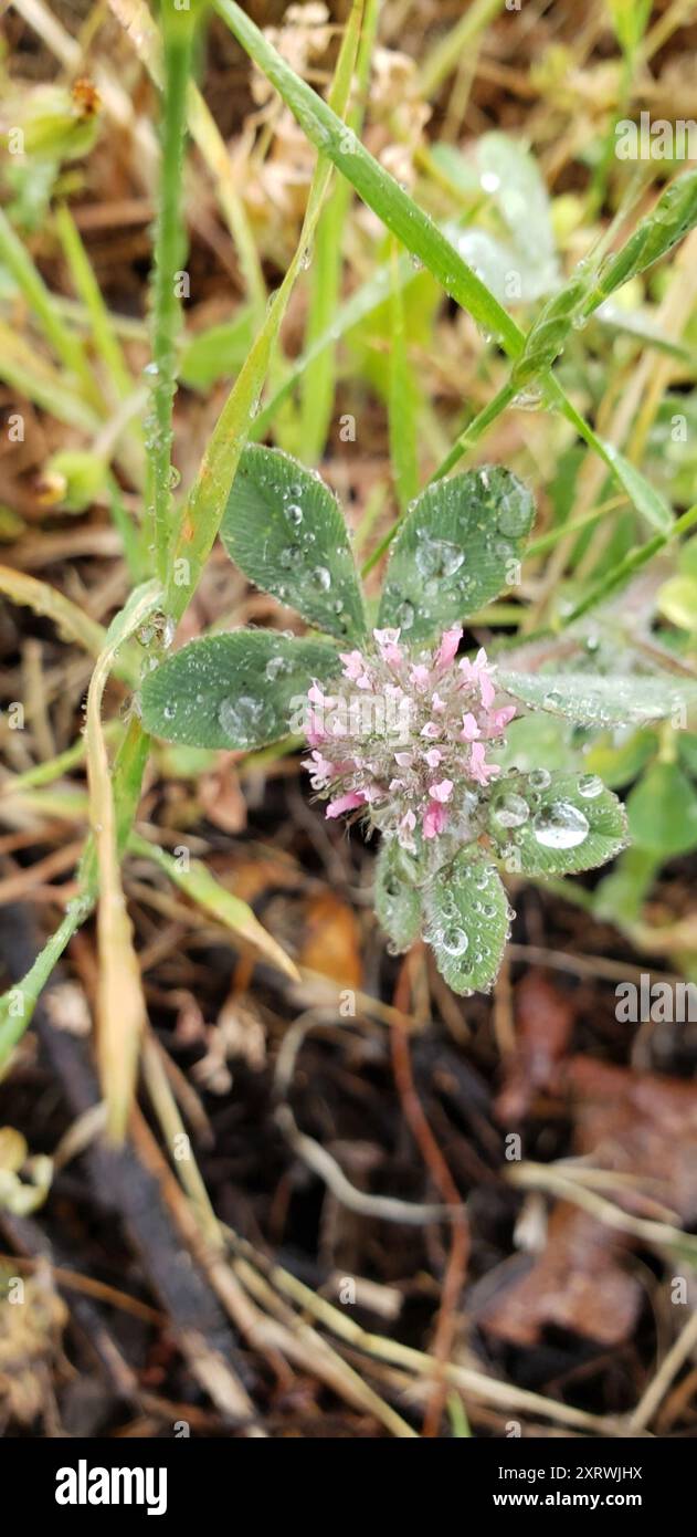 Rose Clover (Trifolium hirtum) Plantae Stock Photo - Alamy