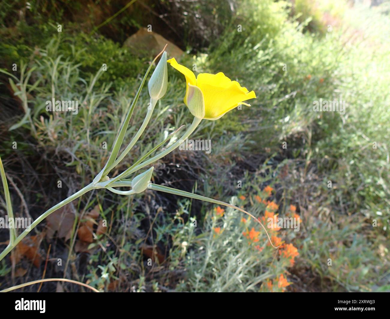 Clubhair Mariposa Lily (Calochortus clavatus) Plantae Stock Photo - Alamy