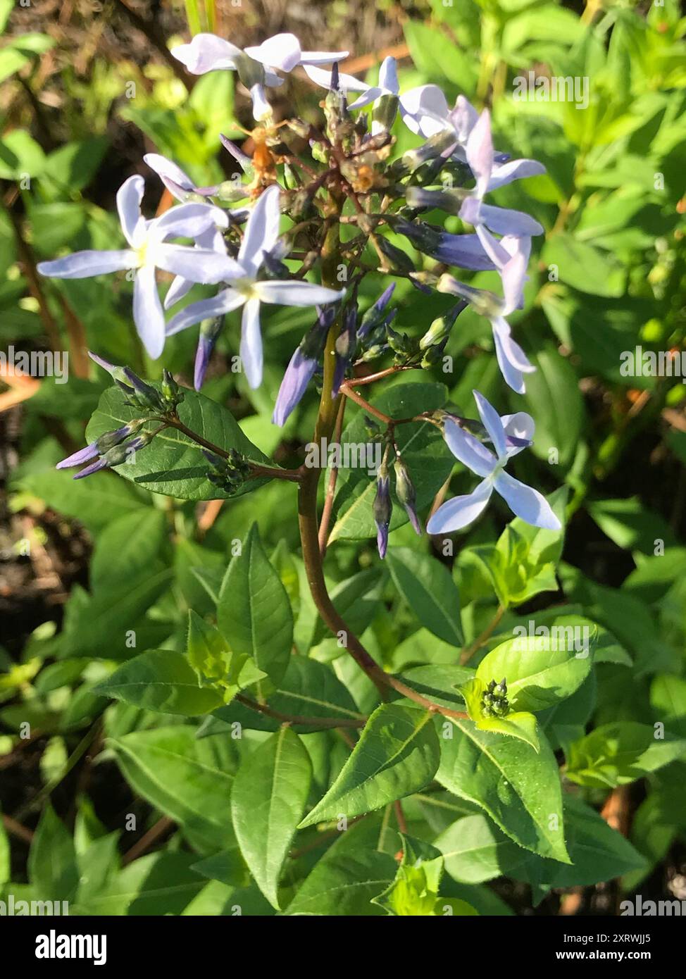 eastern bluestar (Amsonia tabernaemontana) Plantae Stock Photo - Alamy