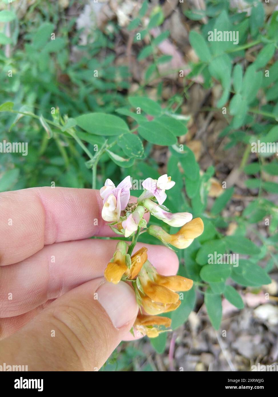 common pacific pea (Lathyrus vestitus vestitus) Plantae Stock Photo - Alamy