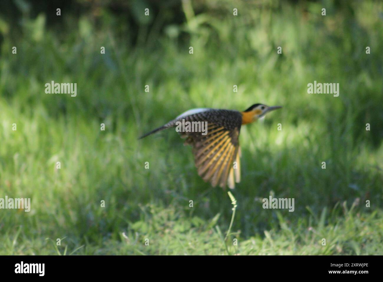Campo Flicker (Colaptes campestris) Aves Stock Photo - Alamy