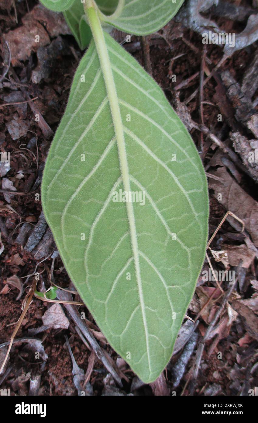 wild-medlar (Vangueria infausta) Plantae Stock Photo - Alamy
