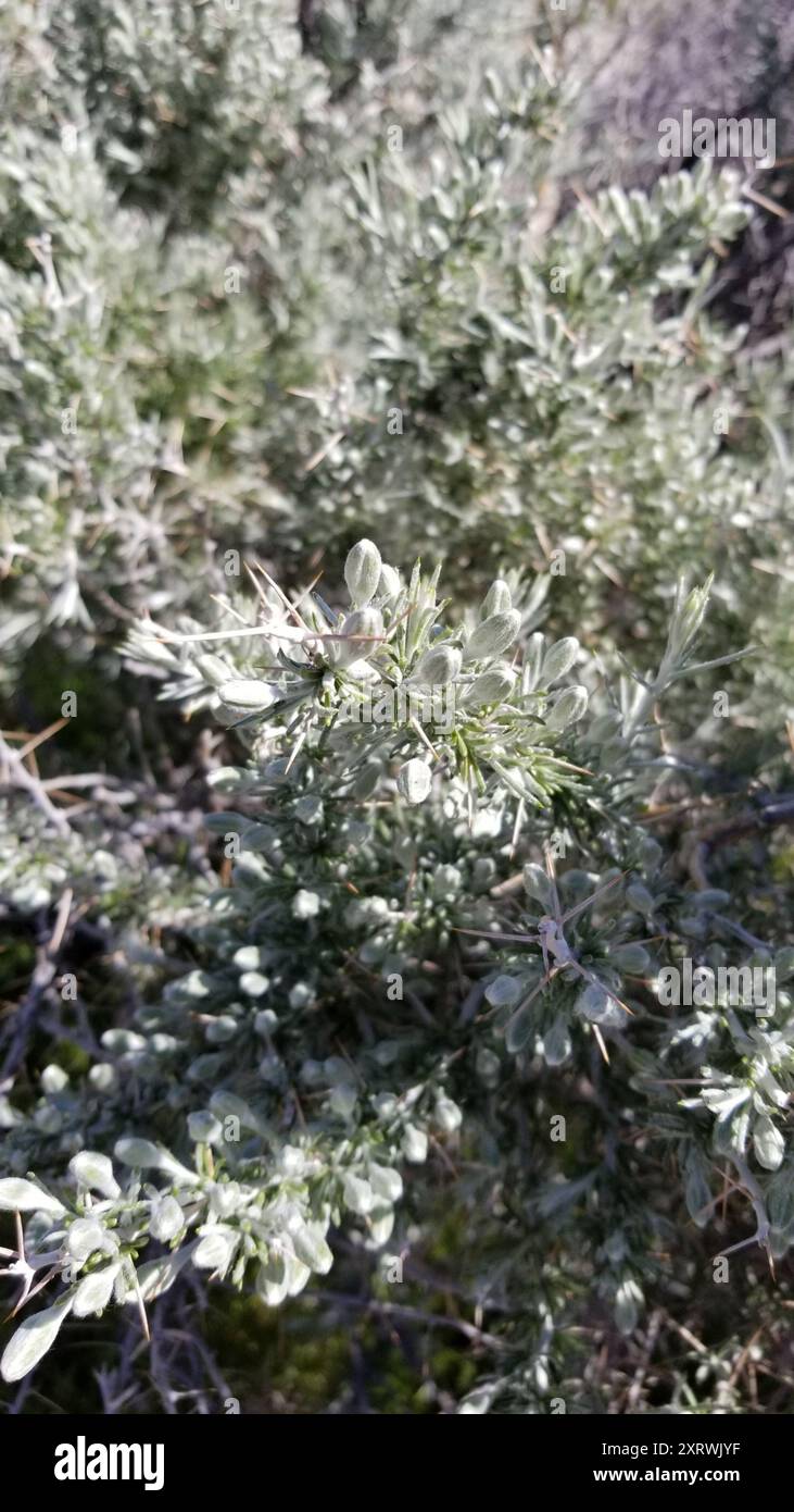 Longspine Horsebrush (Tetradymia axillaris longispina) Plantae Stock ...