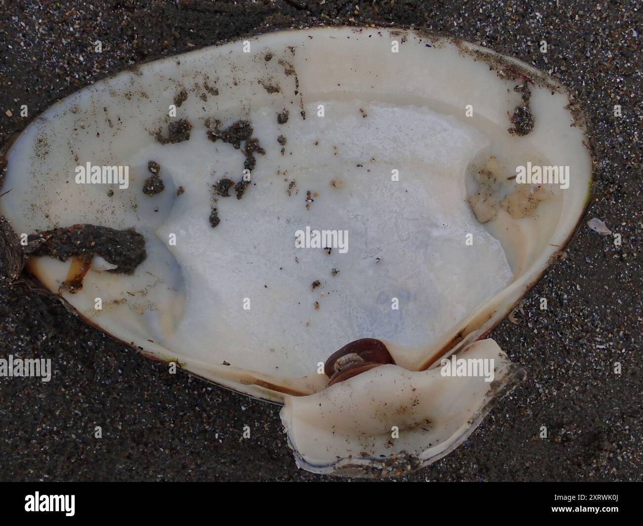 West Atlantic Surfclam (Spisula solidissima) Mollusca Stock Photo - Alamy
