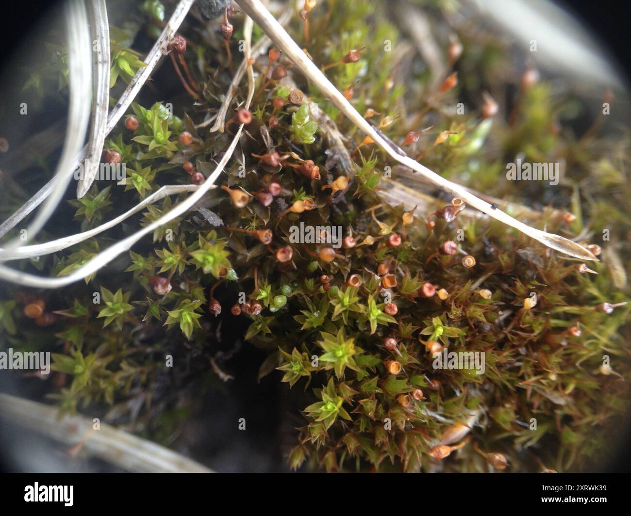 Tortula truncata hi-res stock photography and images - Alamy