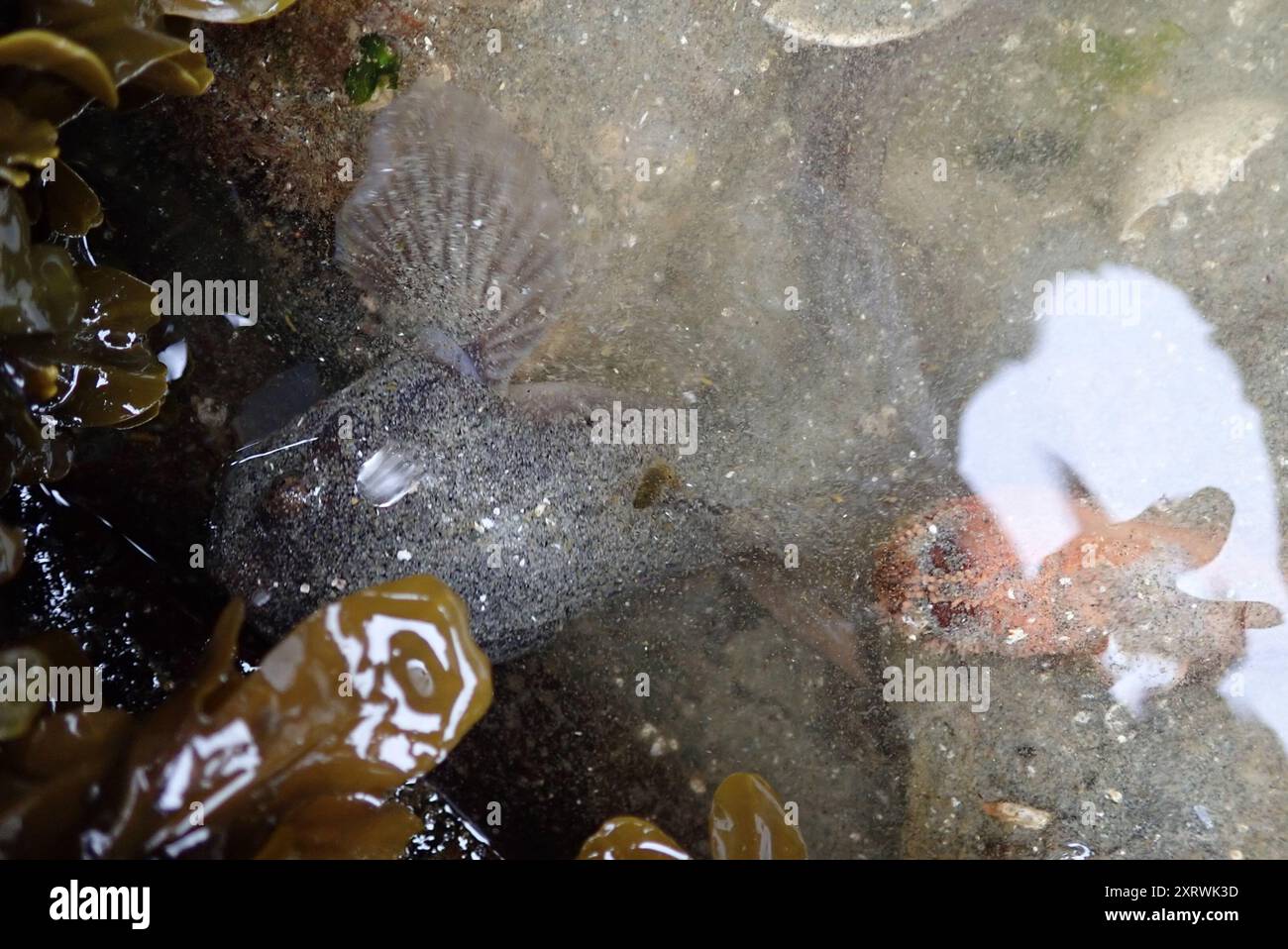 Plainfin hi-res stock photography and images - Alamy