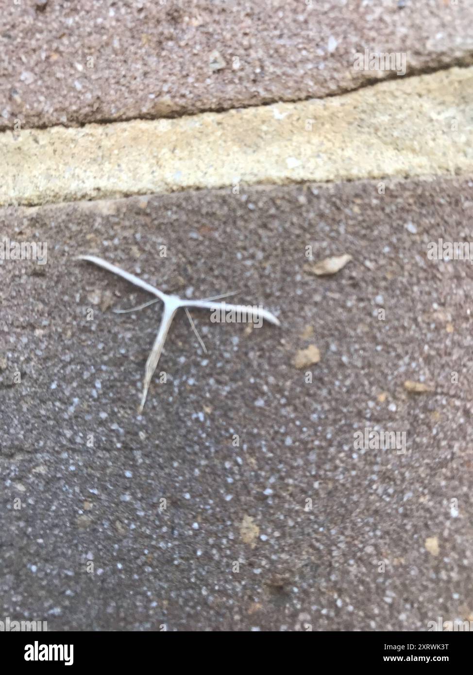 Morning-glory Plume Moth (Emmelina monodactyla) Insecta Stock Photo - Alamy
