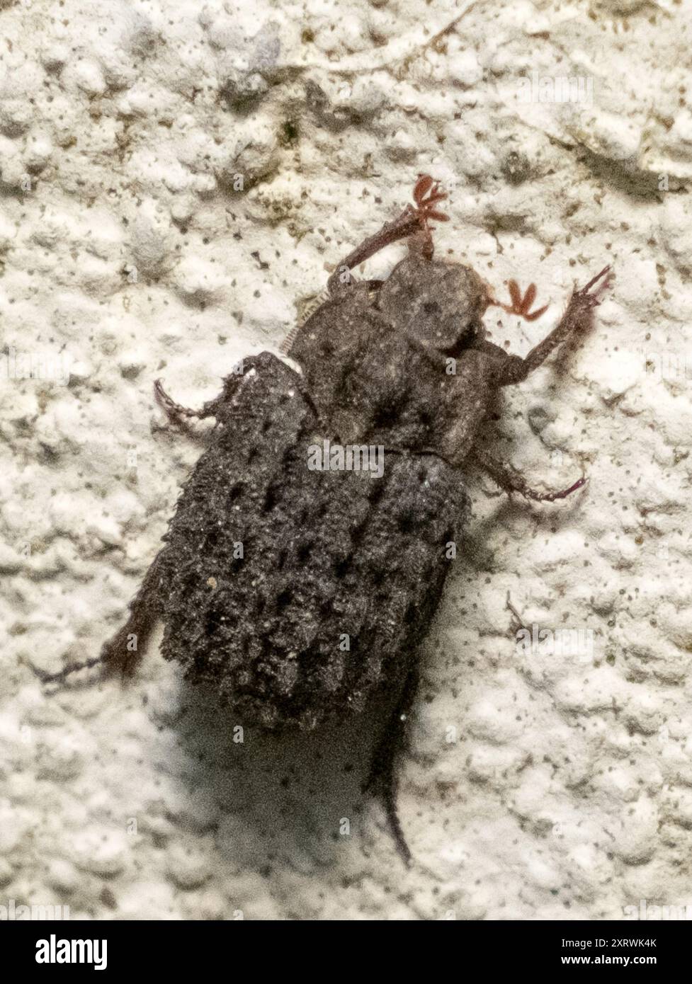 Keratin Beetles (Trogidae) Insecta Stock Photo - Alamy