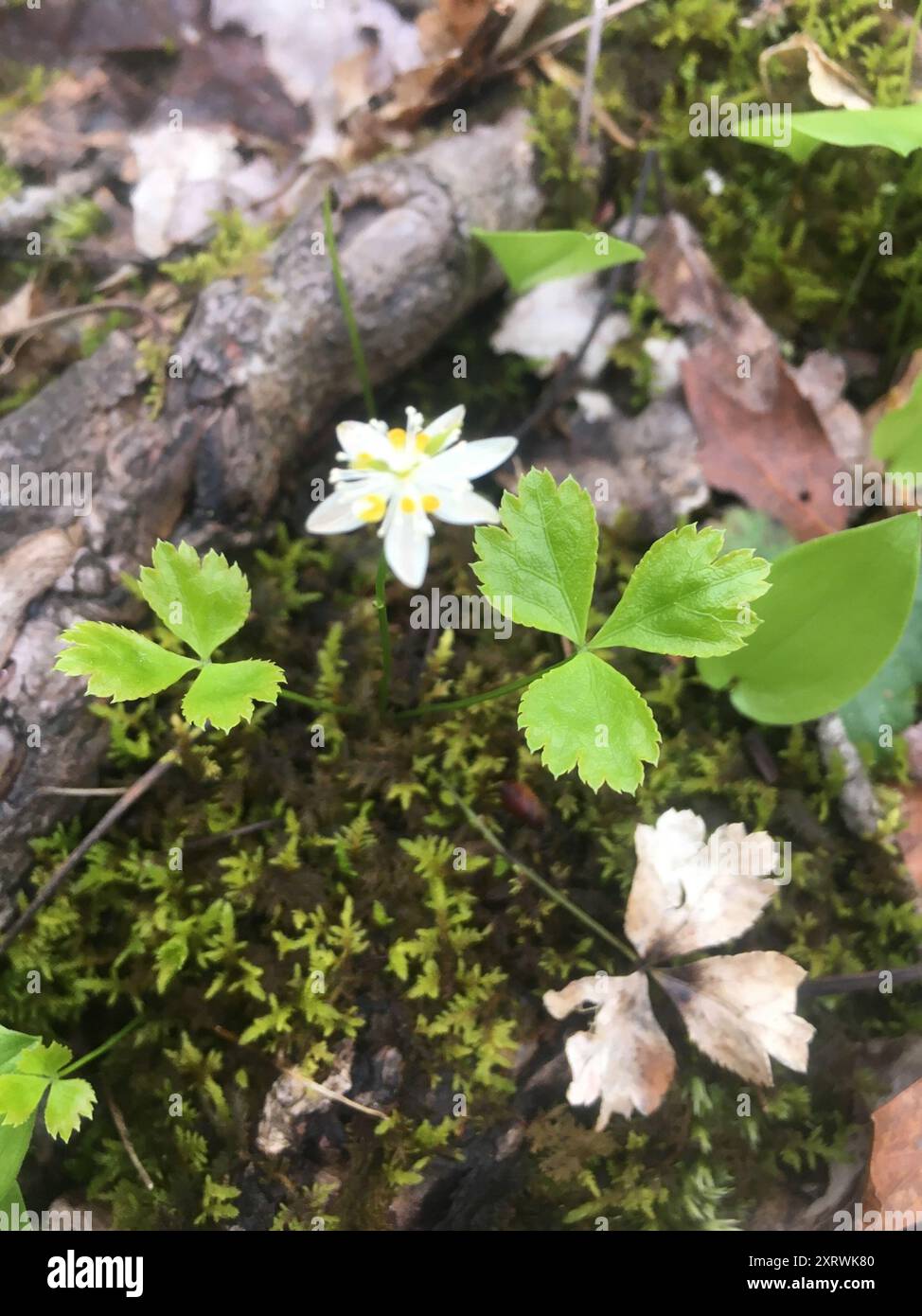 threeleaf goldthread (Coptis trifolia) Plantae Stock Photo - Alamy