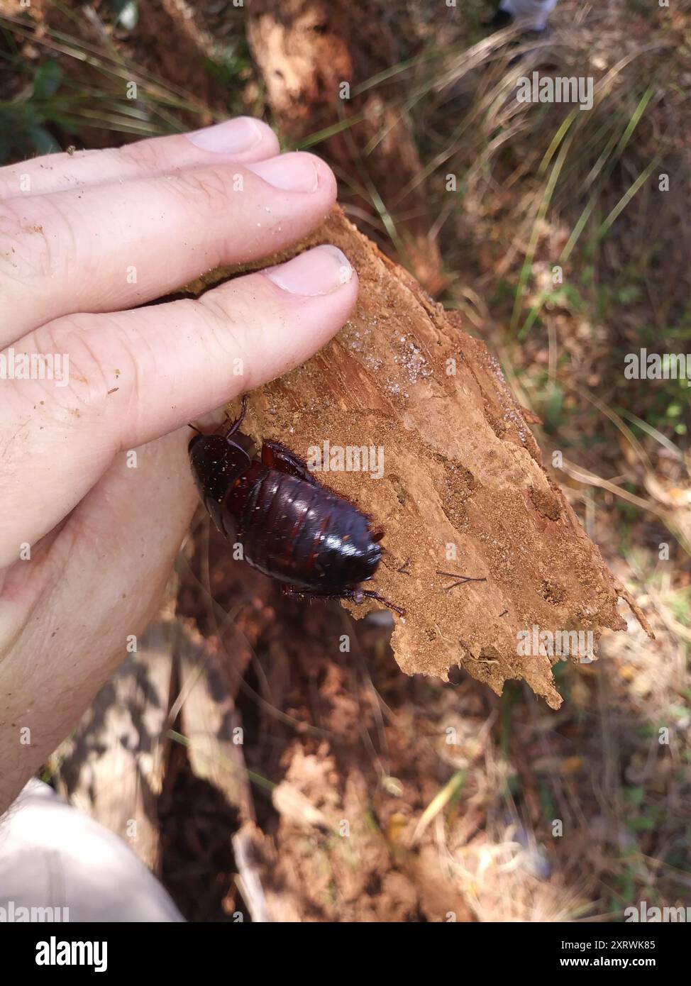 Florida woods cockroach hi-res stock photography and images - Alamy