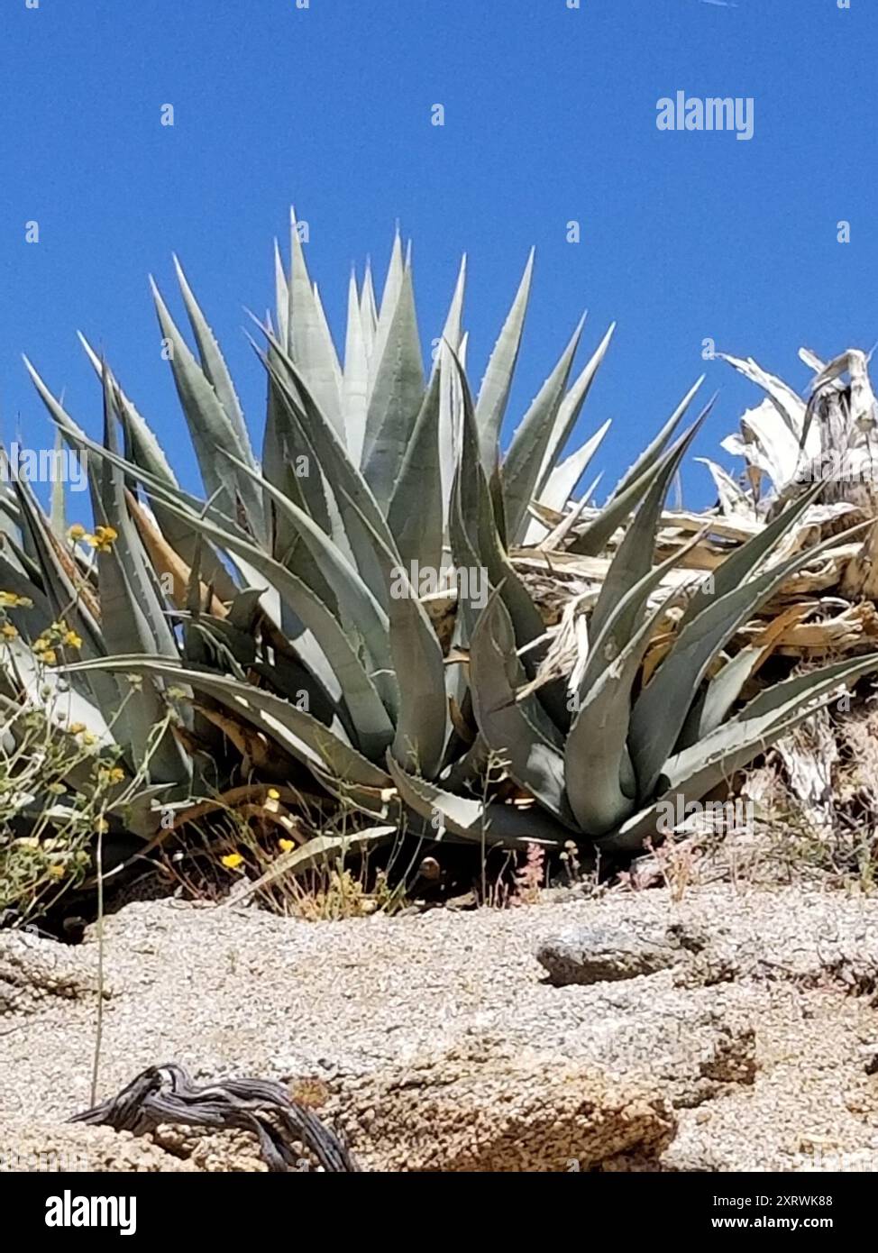 desert agave (Agave deserti) Plantae Stock Photo - Alamy