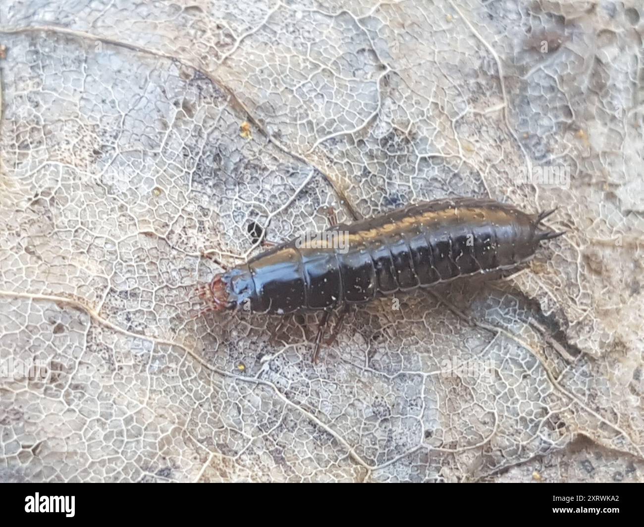 Worm and Slug Hunters (Carabus) Insecta Stock Photo - Alamy