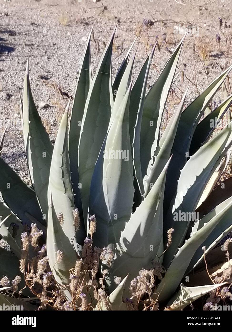 desert agave (Agave deserti) Plantae Stock Photo - Alamy
