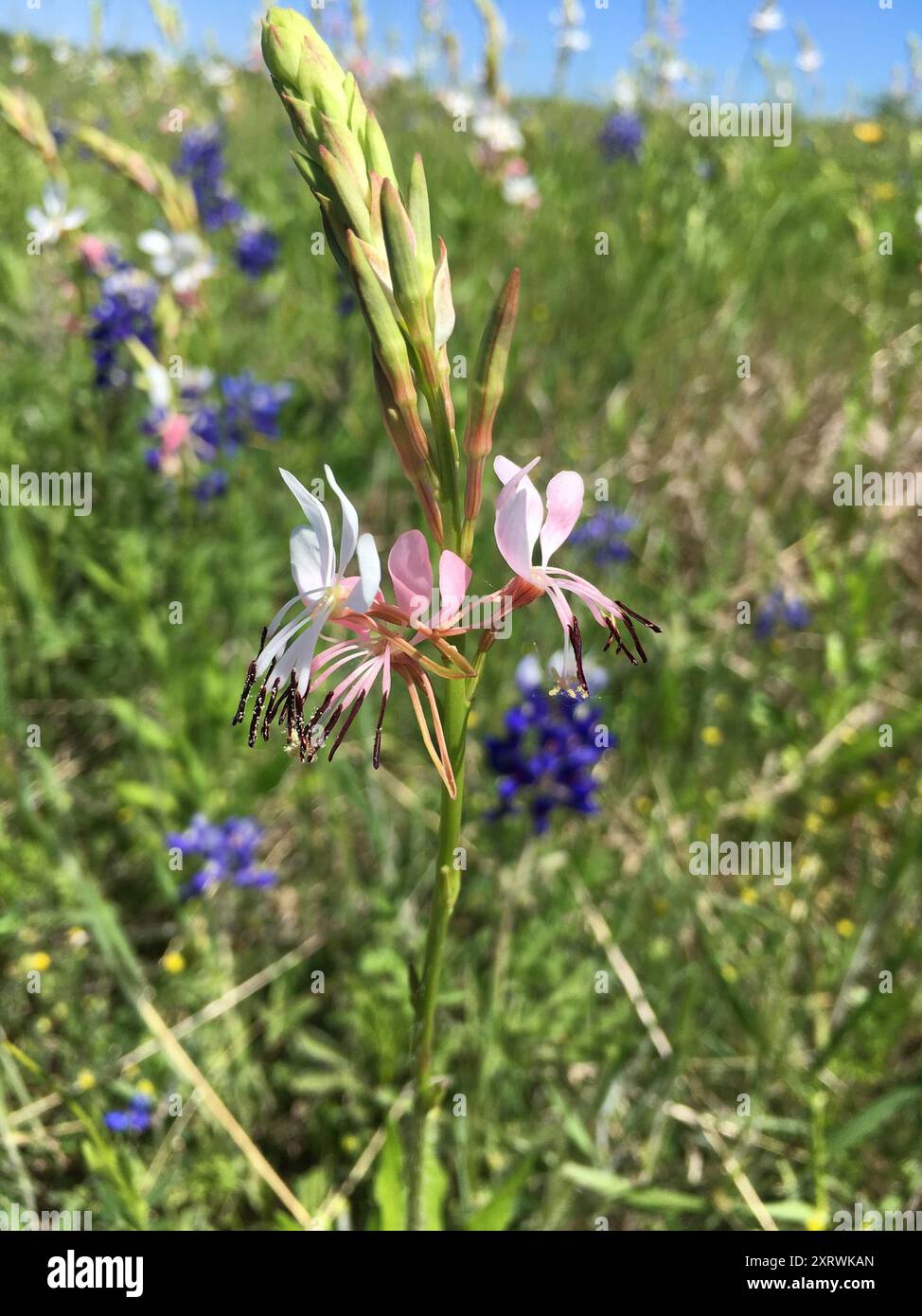 roadside gaura (Oenothera suffulta) Plantae Stock Photo - Alamy