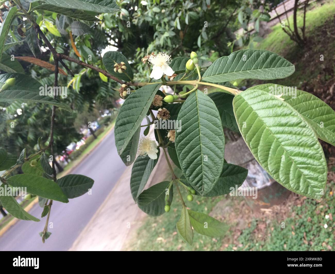 Common guava (Psidium guajava) Plantae Stock Photo - Alamy