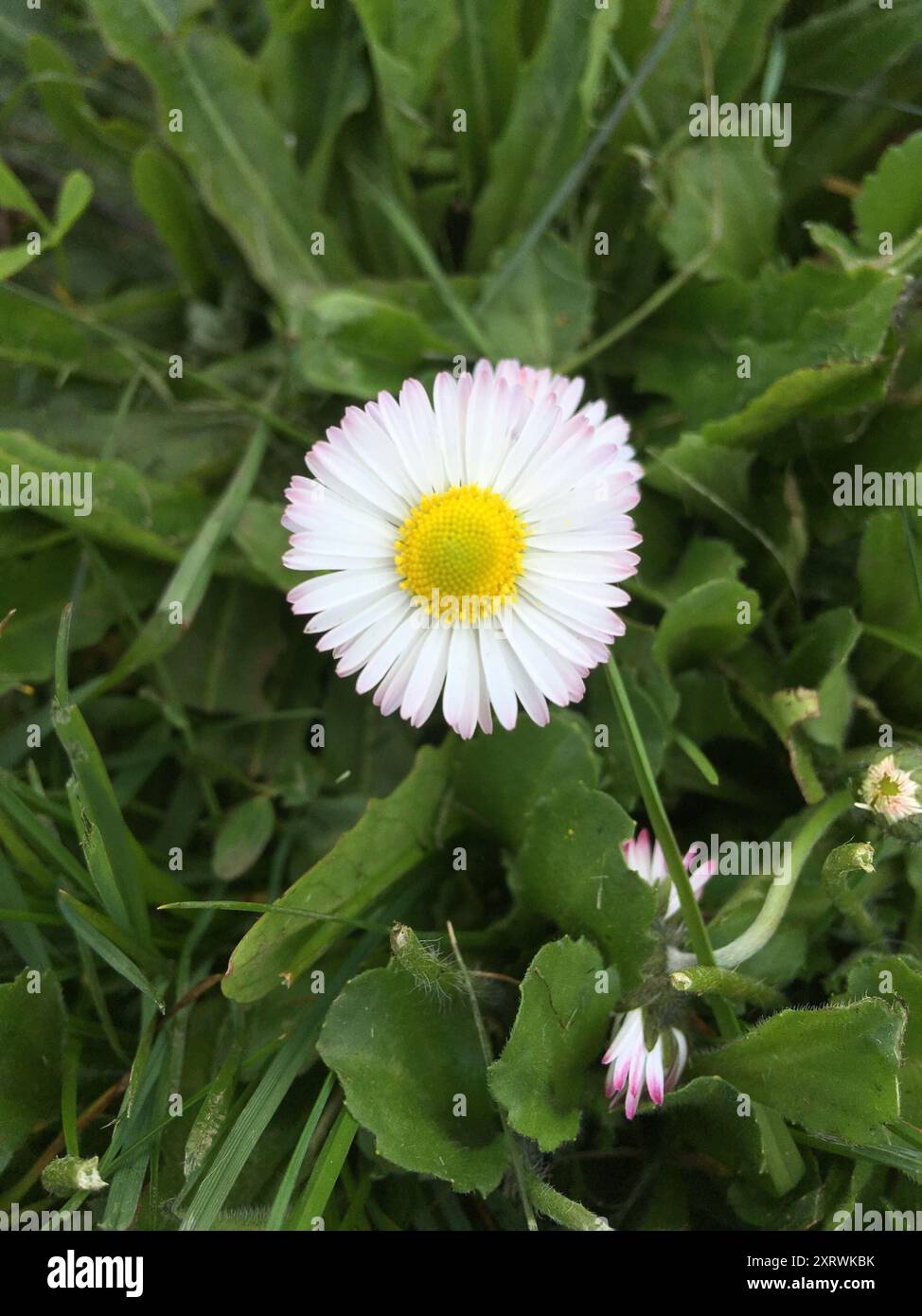 Lawn daisy (Bellis perennis) Plantae Stock Photo - Alamy