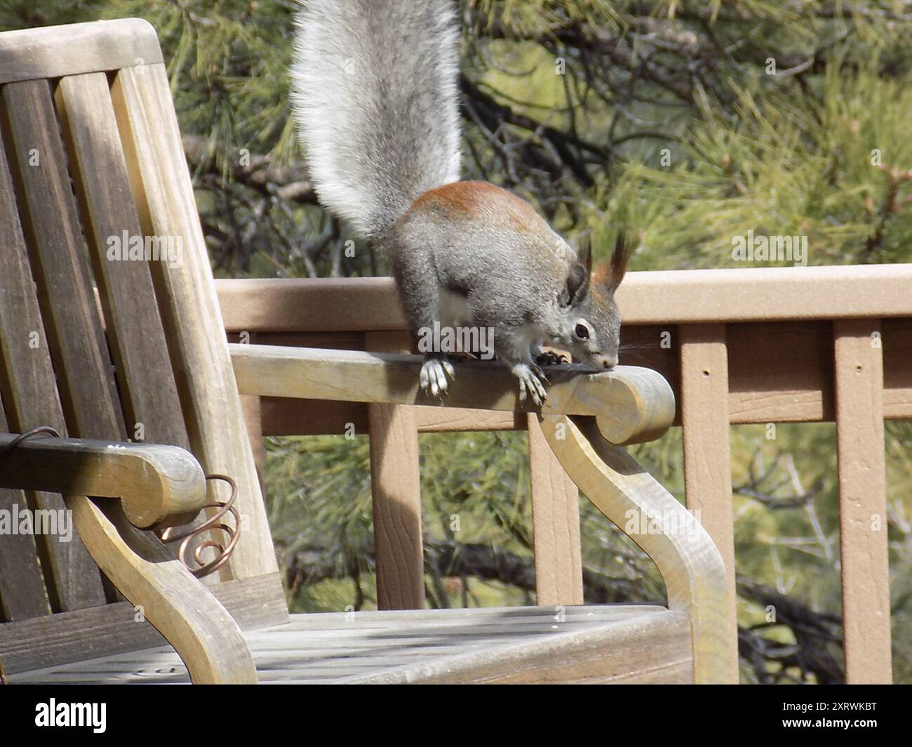 Sciurus aberti hi-res stock photography and images - Alamy