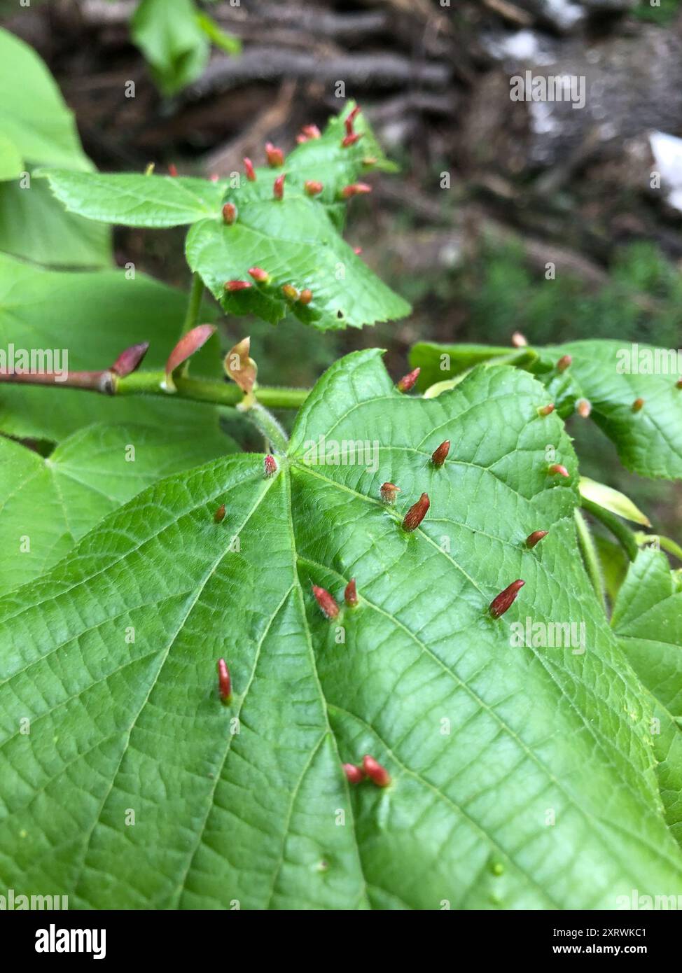 Red nail gall mite hi-res stock photography and images - Alamy