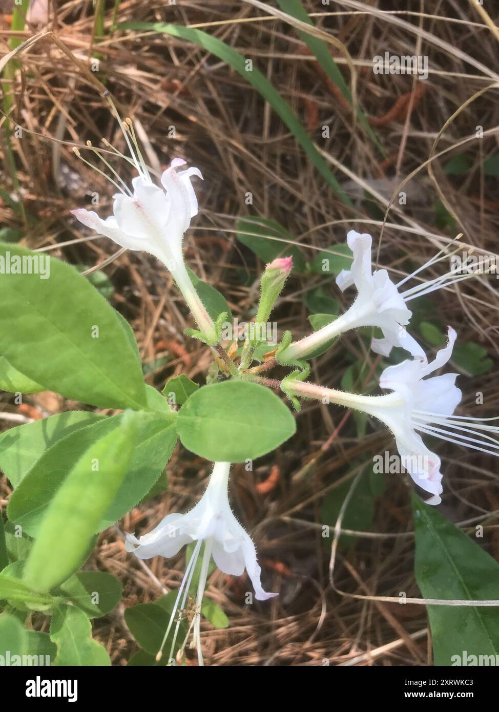 Coastal Azalea (Rhododendron atlanticum) Plantae Stock Photo - Alamy