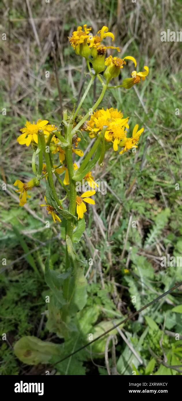 Texas ragwort (Senecio ampullaceus) Plantae Stock Photo - Alamy
