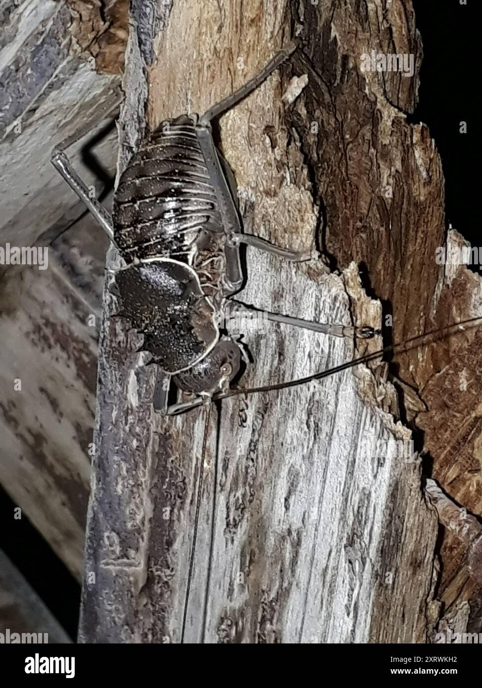 Brown Armoured Corncricket (Acanthoplus discoidalis) Insecta Stock ...