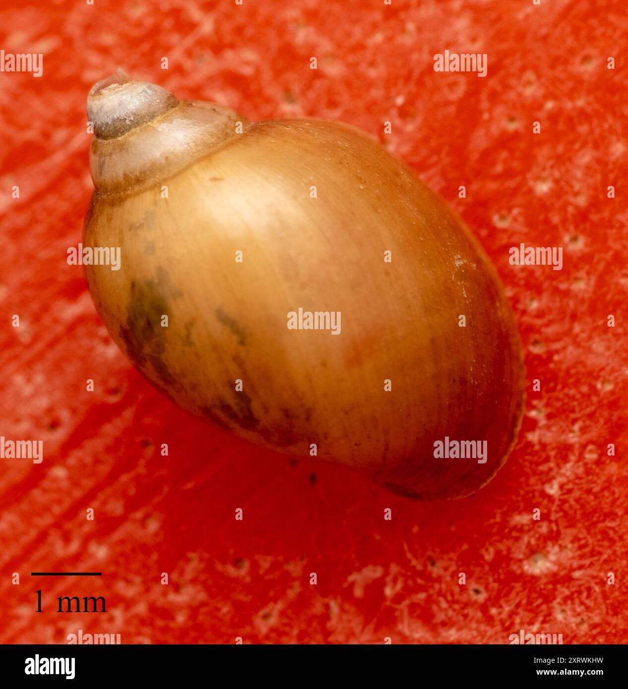 Bladder Snails (Physidae) Mollusca Stock Photo - Alamy