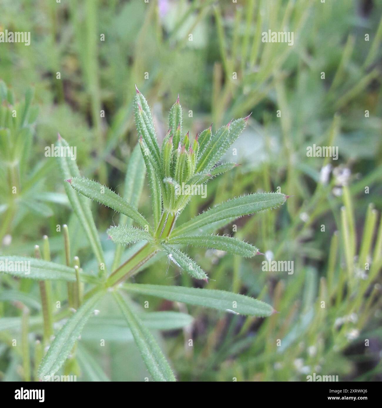 catchweed bedstraw (Galium aparine) Plantae Stock Photo - Alamy