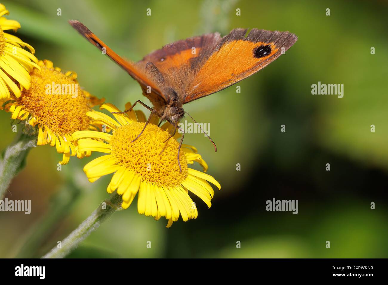 Gatekeeper or Hedge Brown, Pyronia tithonus, butterfly feeding on a ...