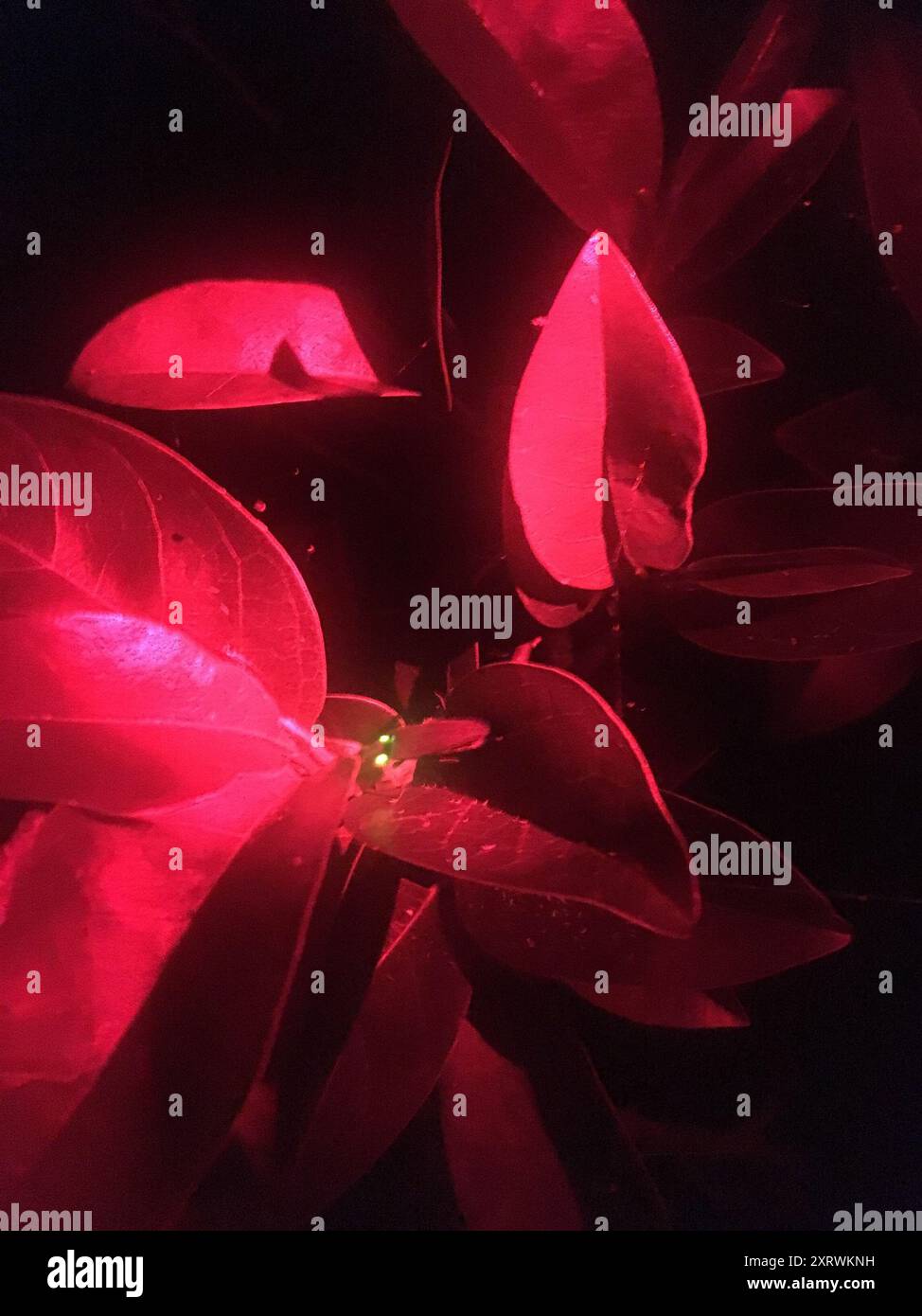 Headlight Beetles (Pyrophorini) Insecta Stock Photo - Alamy